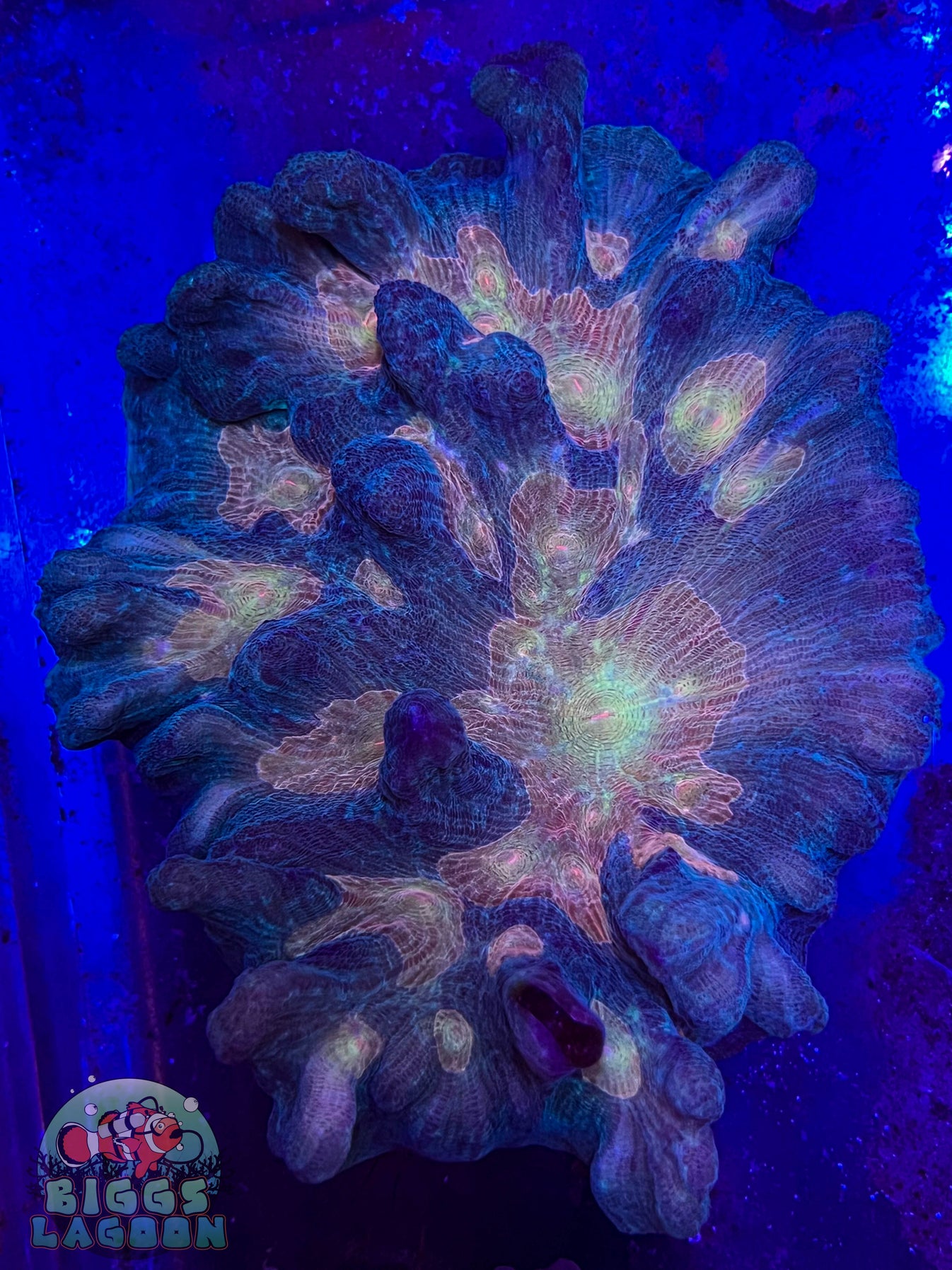 Sold!!! Pectinia colony 8"x4" – Biggs Lagoon