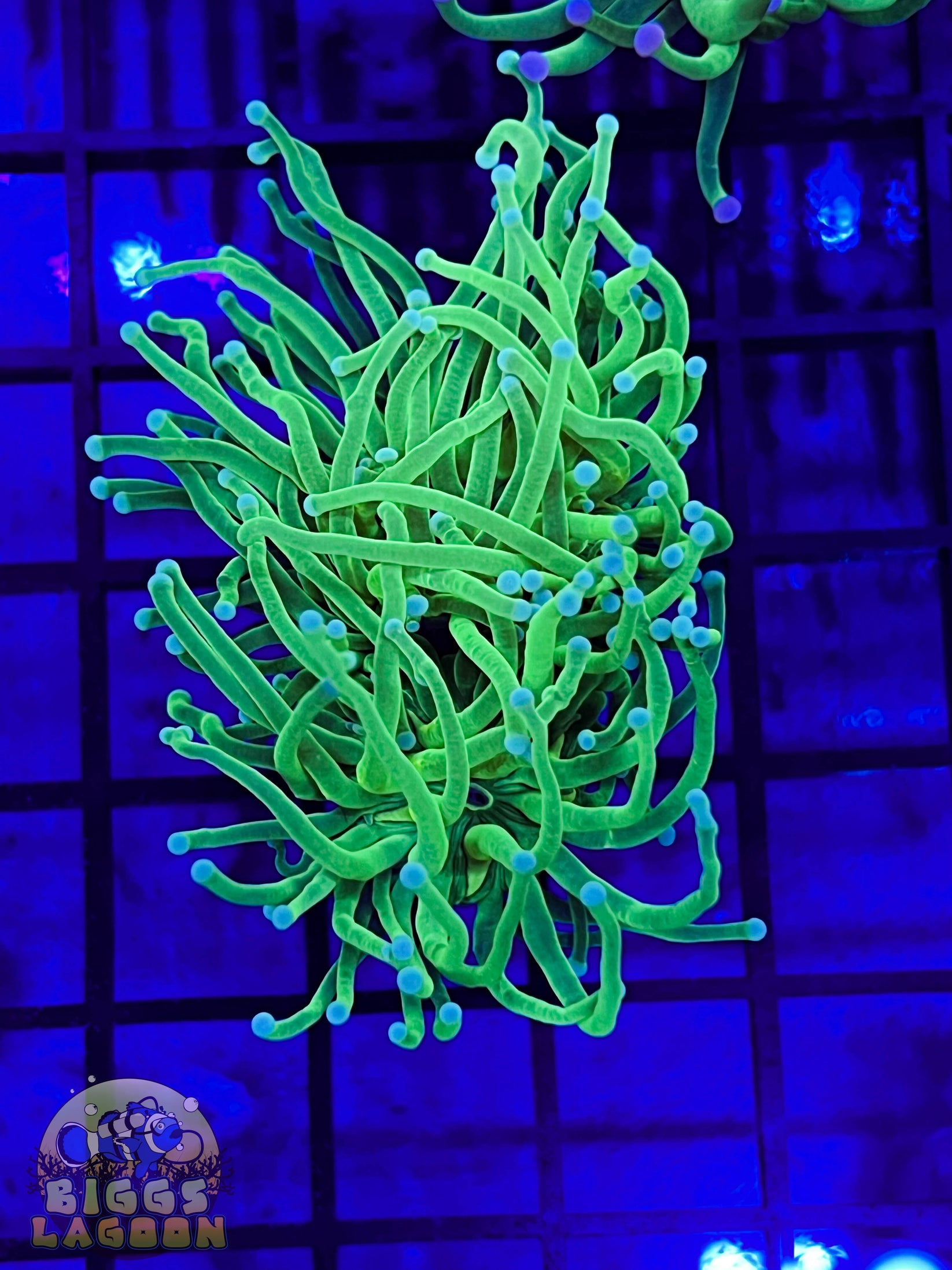 Sold!!! Green With Light Blue Tip Torch – Biggs Lagoon